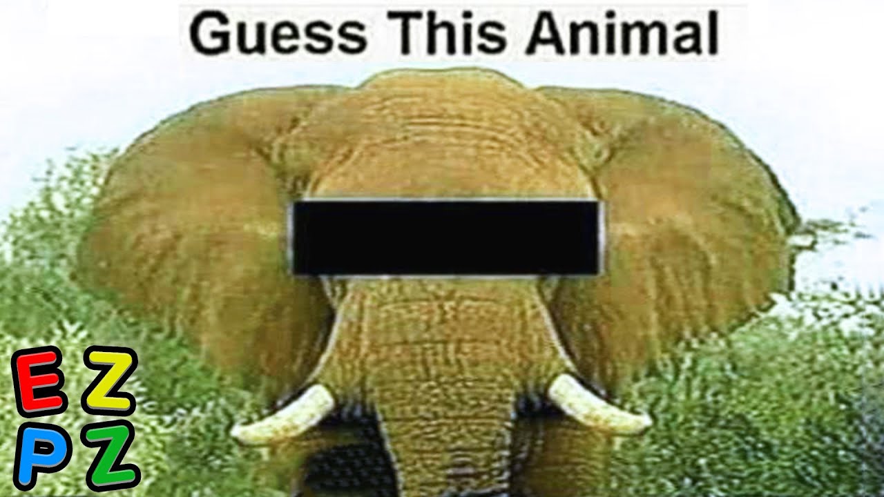 r/TerribleFacebookMemes · bet you can't guess this animal - YouTube