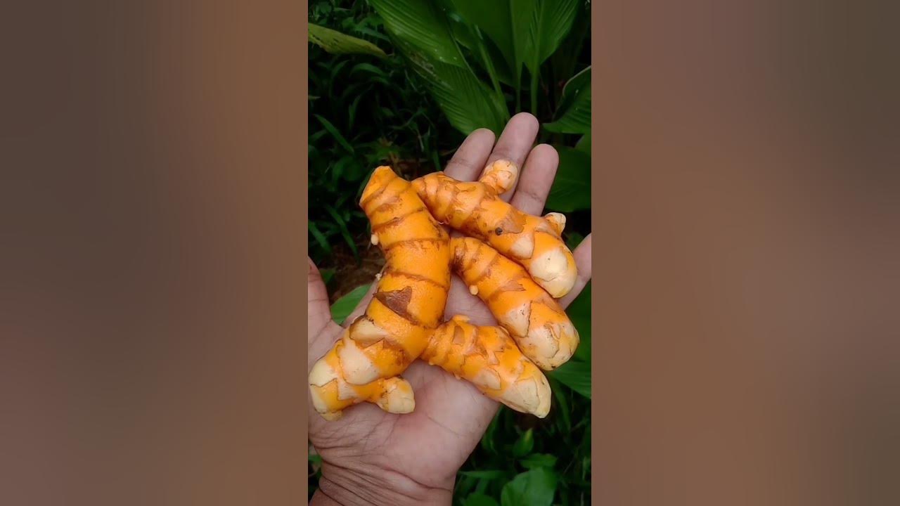 Curcuma xanthorrhiza I Temulawak I Java turmeric - @Nelindah - YouTube