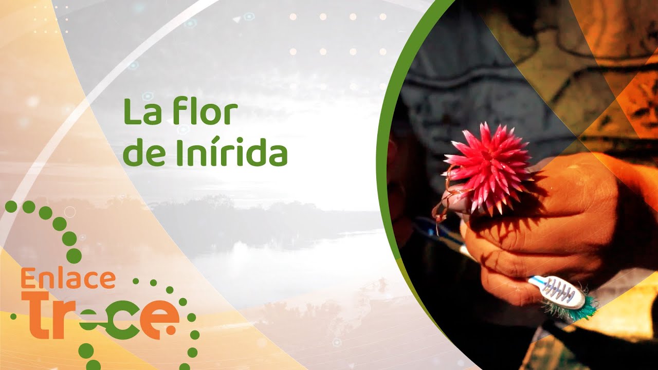 Flor de Inírida, única en el mundo y orgullo del Guainía | Noticias ...