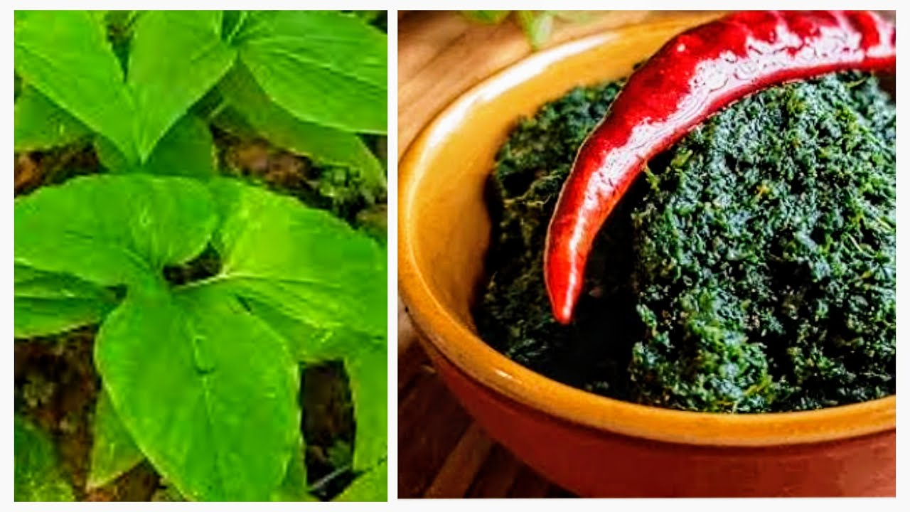 খারকোল বা ঘাটকোল পাতা বাটা l Kharkol Pata Bata l Ghatkol Bata lBengali ...