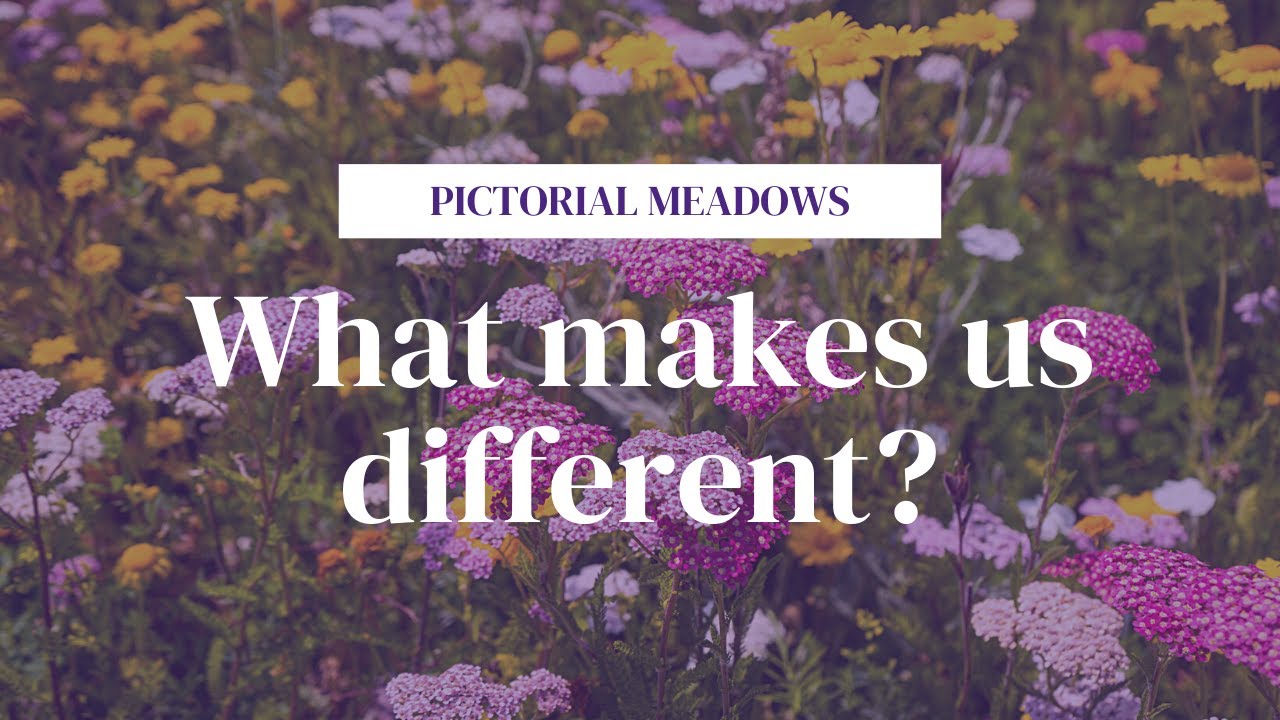 Pictorial Meadows | What makes us different? - YouTube