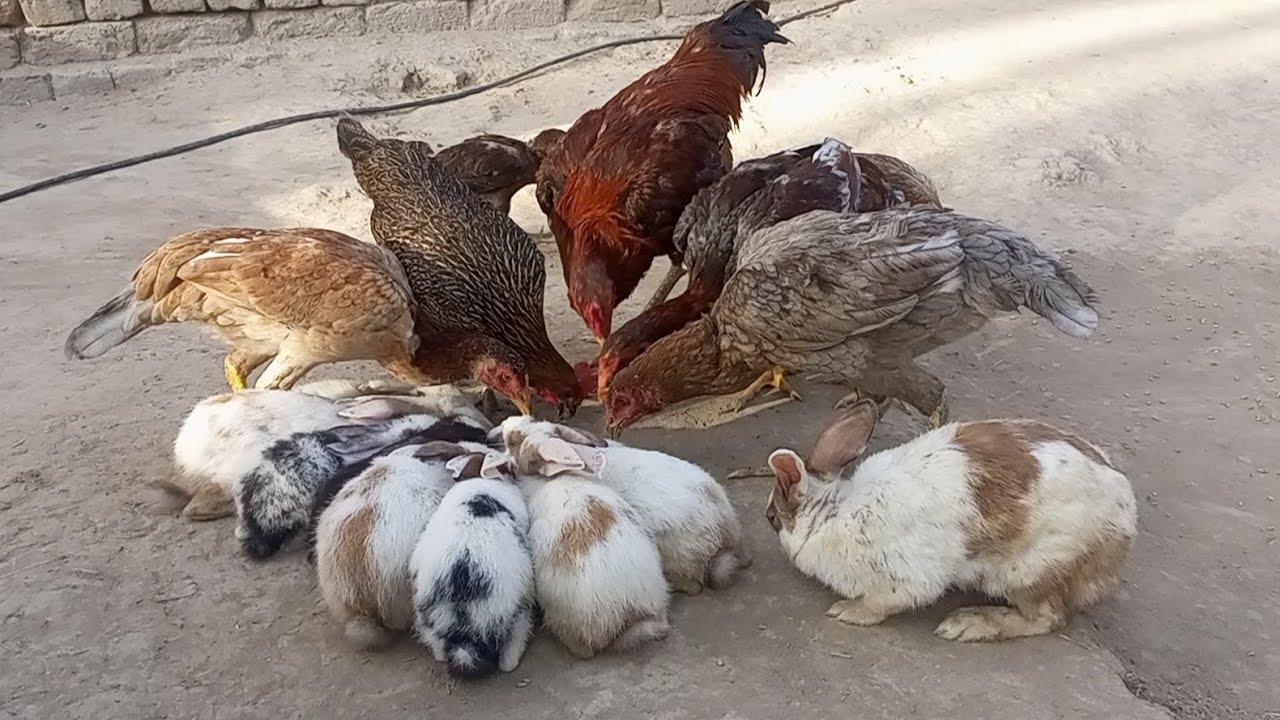 Sab Pets ko Khana khila dia #vlogs #villagelife - YouTube