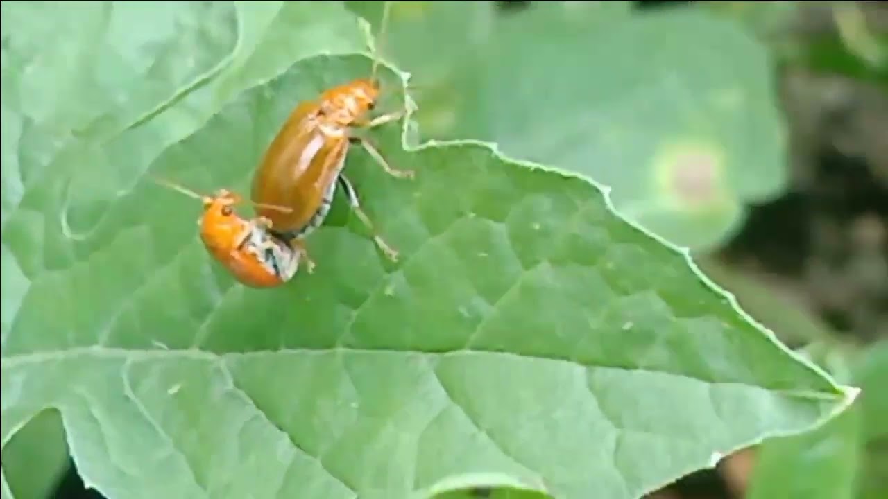 ️Viral... Binatang Langkang - YouTube