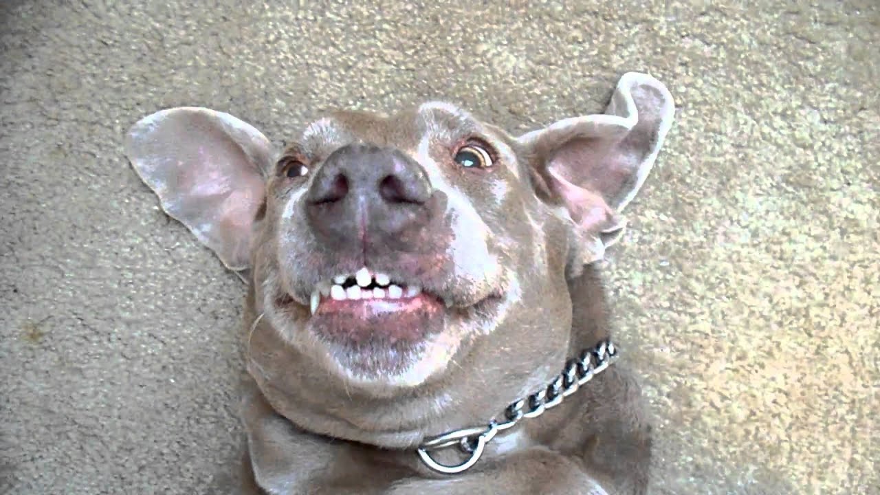 More funny Super Slick Dog Tricks part 7 Space flight - YouTube