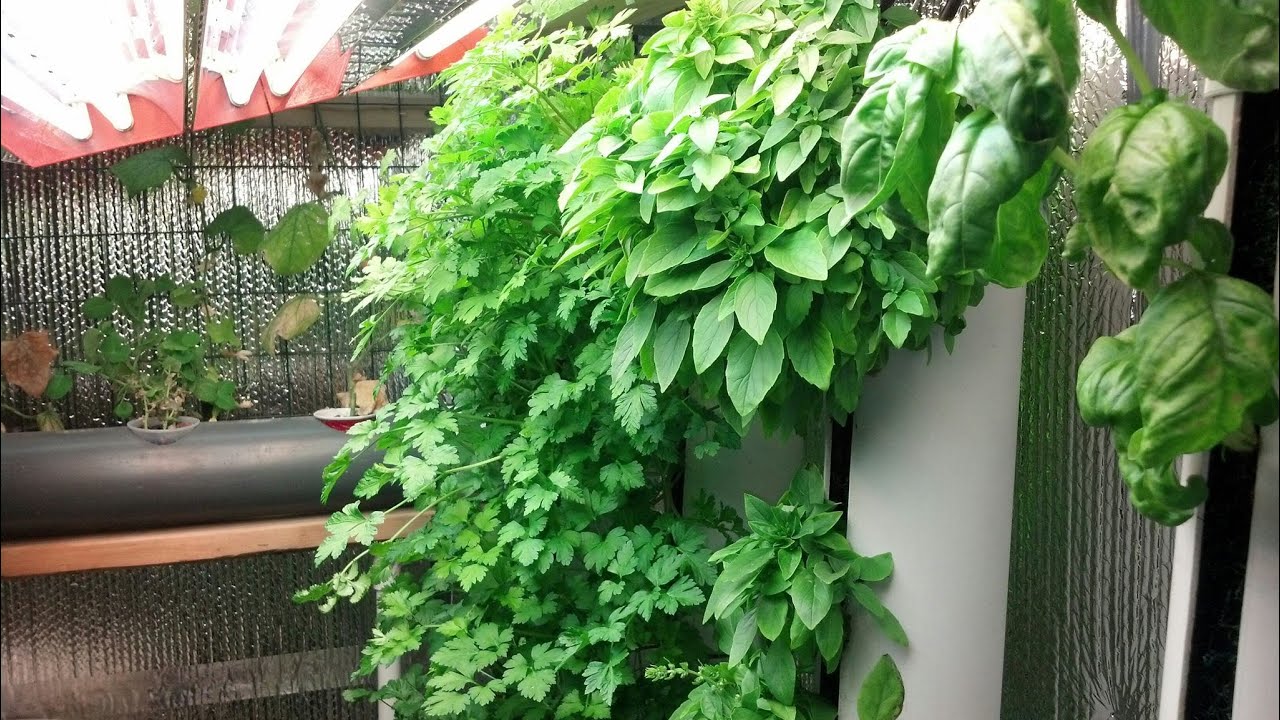 V-Tower .:. Example of Root Saturation - YouTube