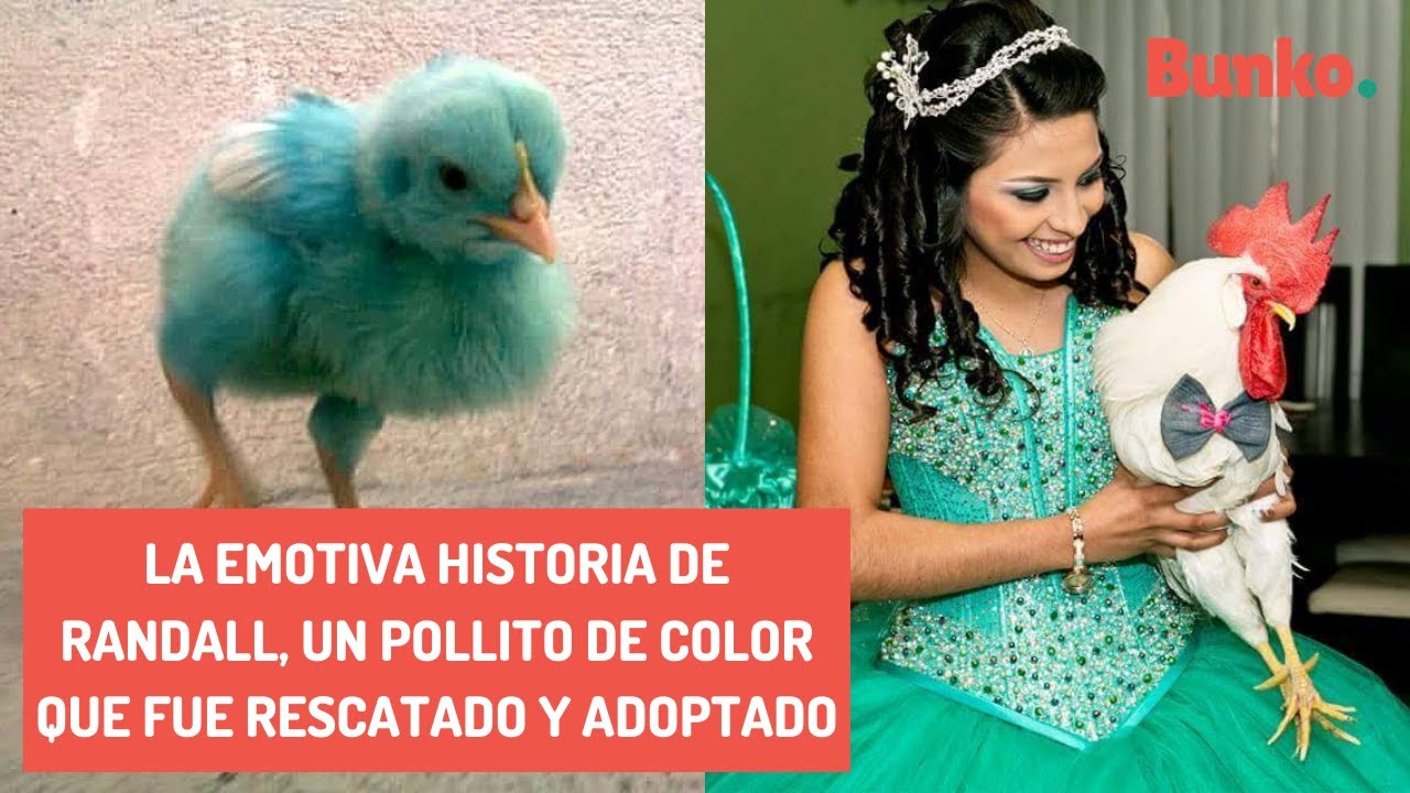 La emotiva historia de Randall, un pollito de color que fue rescatado y ...