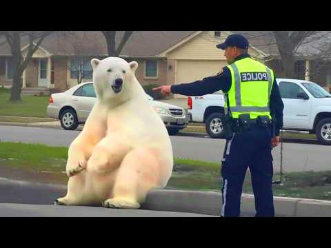 Bears Can't Stop Being Dramatic 🤣 Funniest ANIMAL Videos 2026