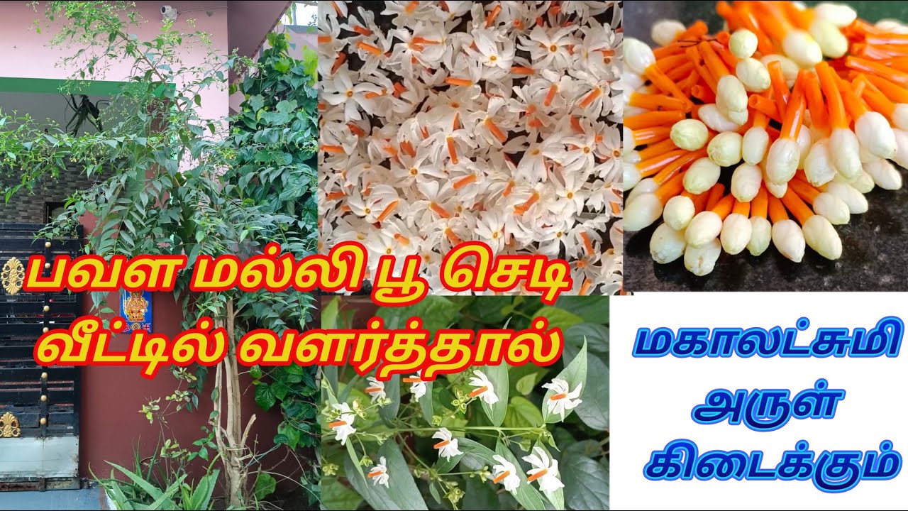 மகாலட்சுமி அருள் பெற்று செல்வ செழிப்புடன் வாழ பவள மல்லிபூ செடி வீட்டில் ...