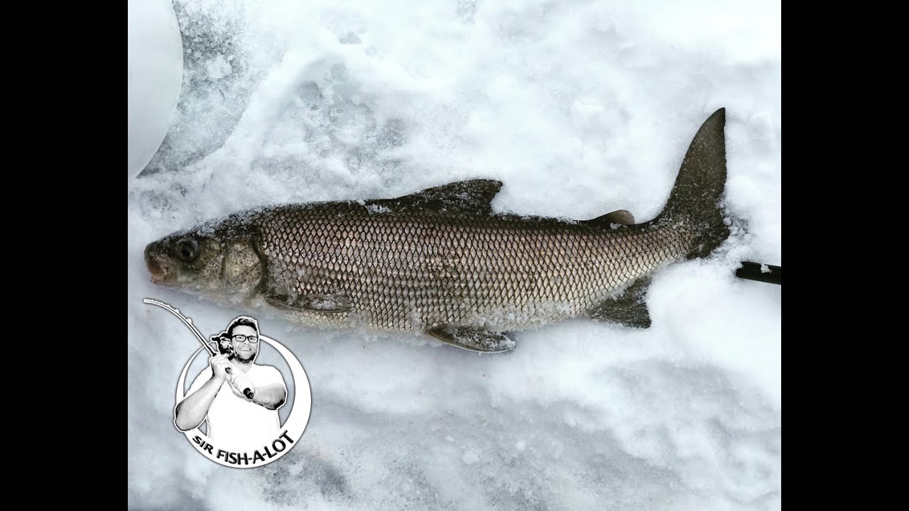 Sir Fish-A-Lot E11. Whitefish at beautiful Clear Lake Manitoba. - YouTube