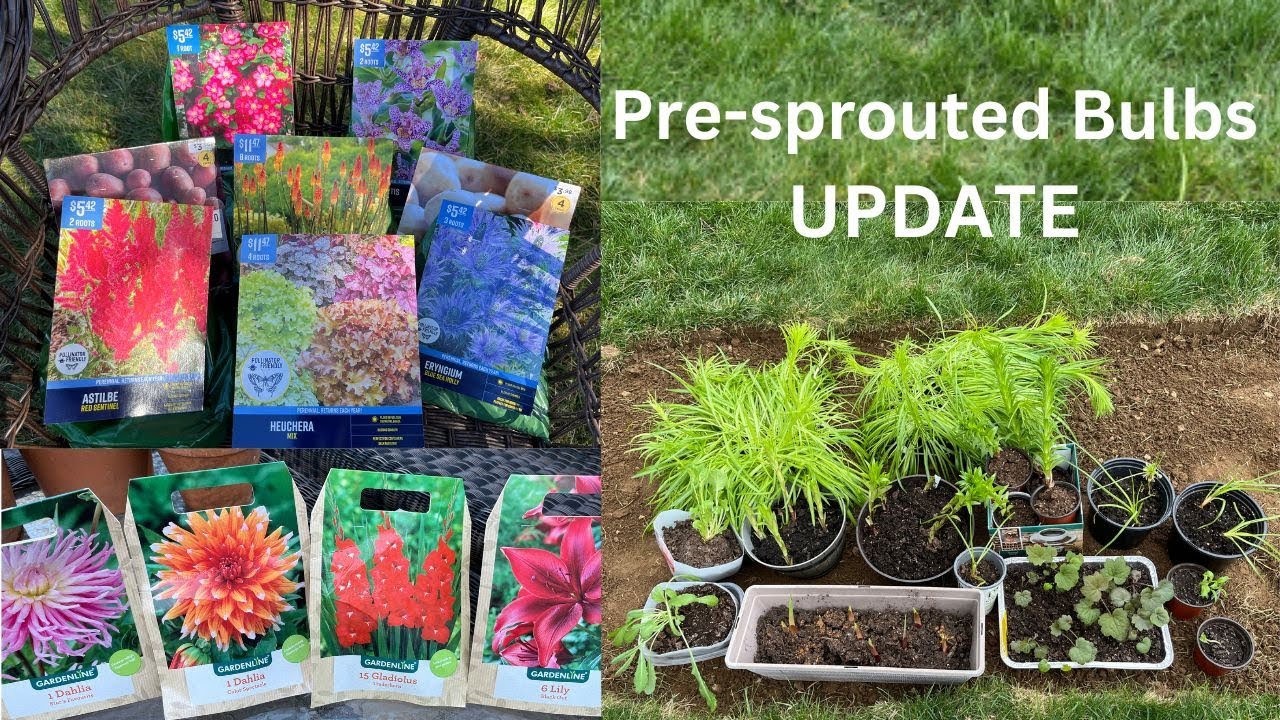 My Summer Blooming Pre Sprouted Bulbs to Plant in Spring - YouTube