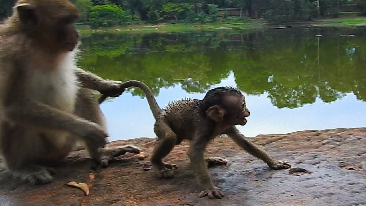 big monkey dragging baby bailee cry tantrums - YouTube