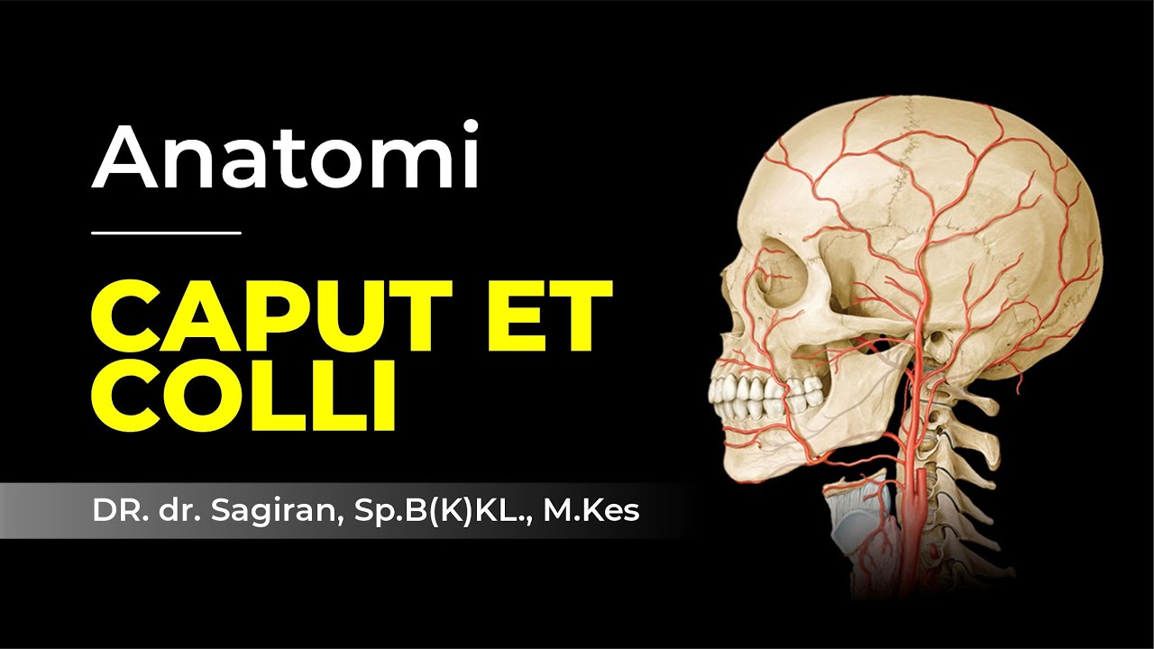 ANATOMI CAPUT ET COLLI - YouTube