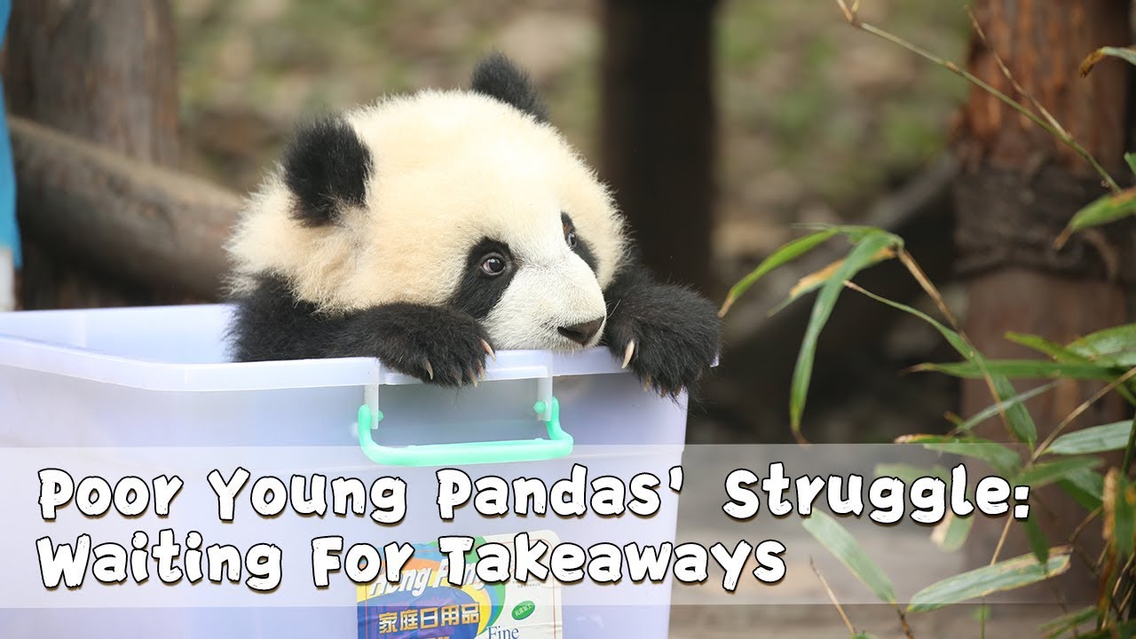 Poor Young Pandas’ Struggle: Waiting For Takeaways | iPanda - YouTube