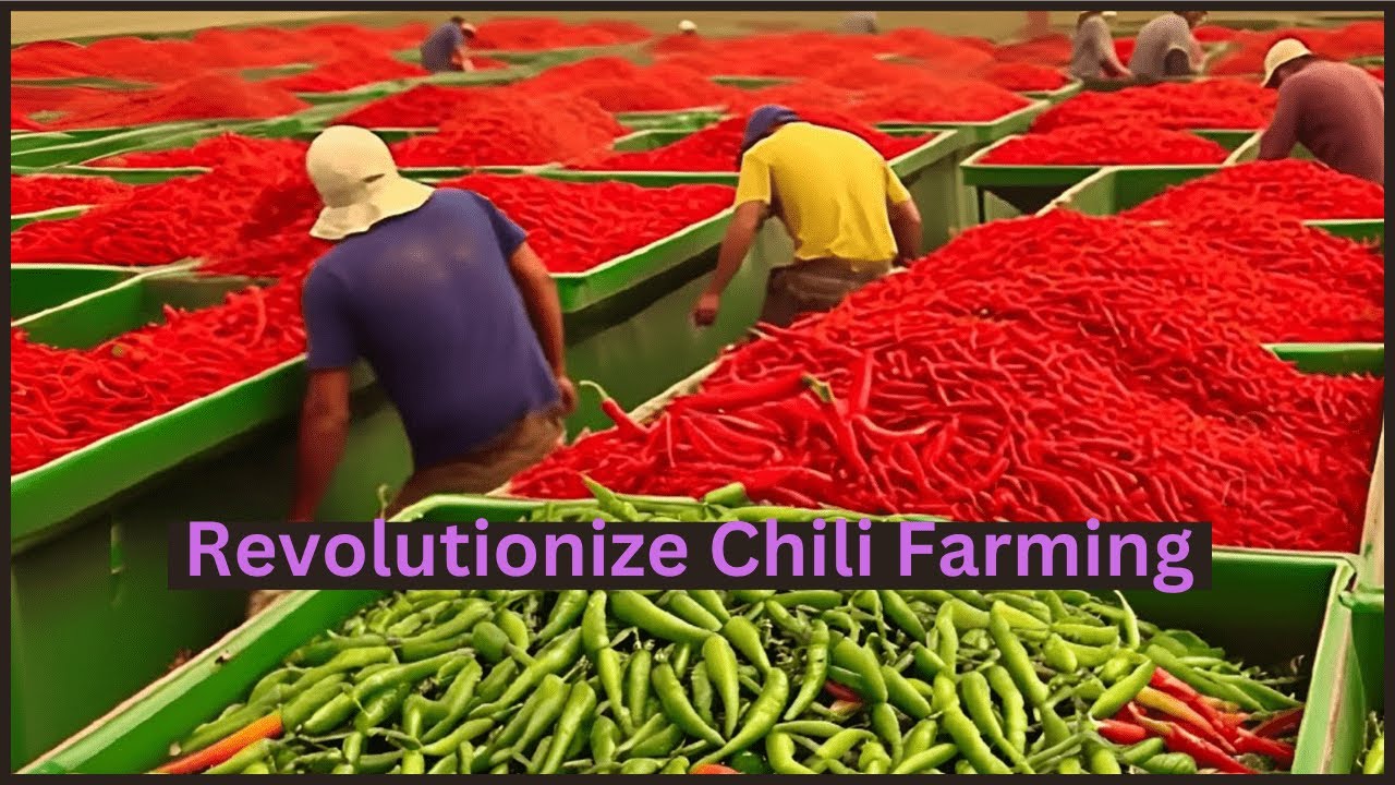 Chili Farming Techniques For Hybrid Chili Production | Jalapeno Pepper ...