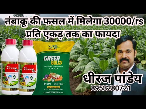 तंबाकू की अधिक उपज के लिए Sai Power Plus ही एकमात्र उपाय - YouTube