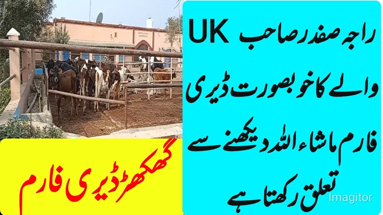 Ghakkar dairy farm/Dairy Farm/Dairy farming business in Pakistan/Dairy ...