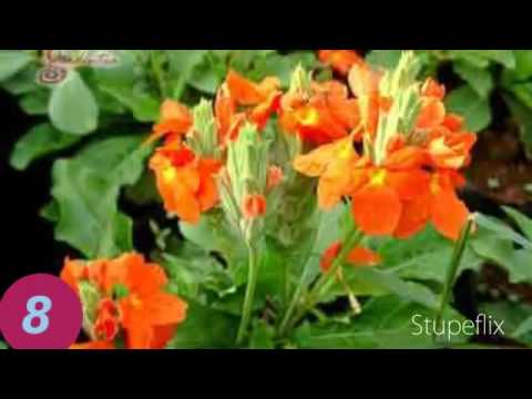 Crossandra infundibuliformis, the Firecracker Flower - YouTube