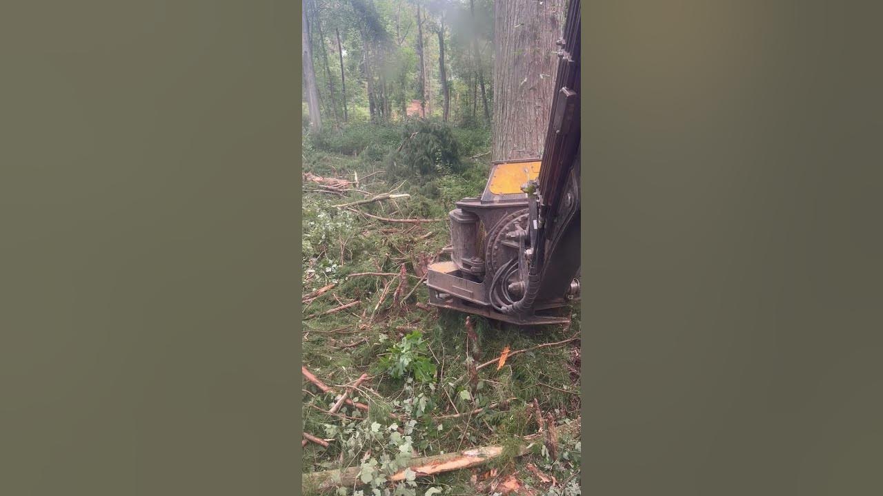 1000 BF cypress with the QB4400 by Quadco with the Timberpro 745C - YouTube