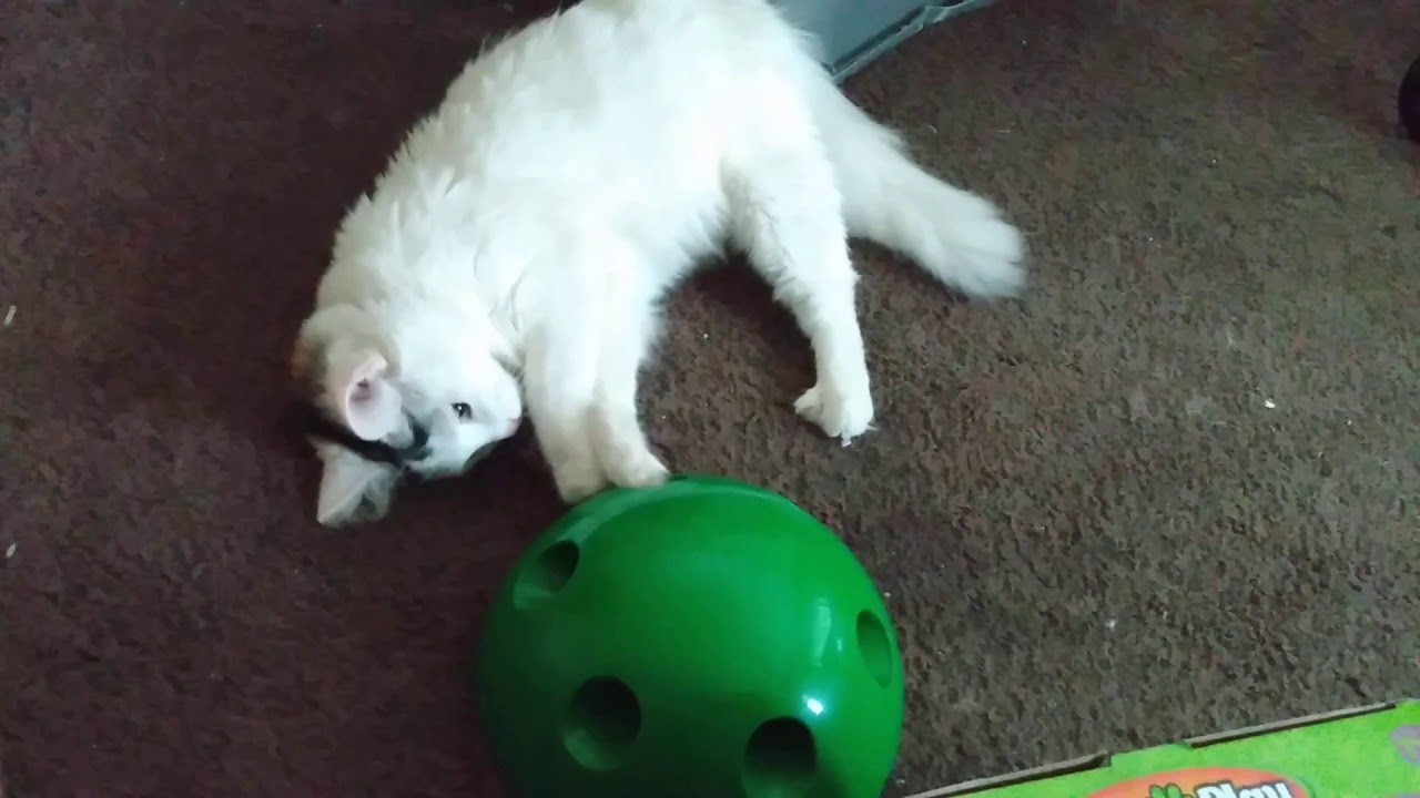 Lily playing with her new toy - YouTube