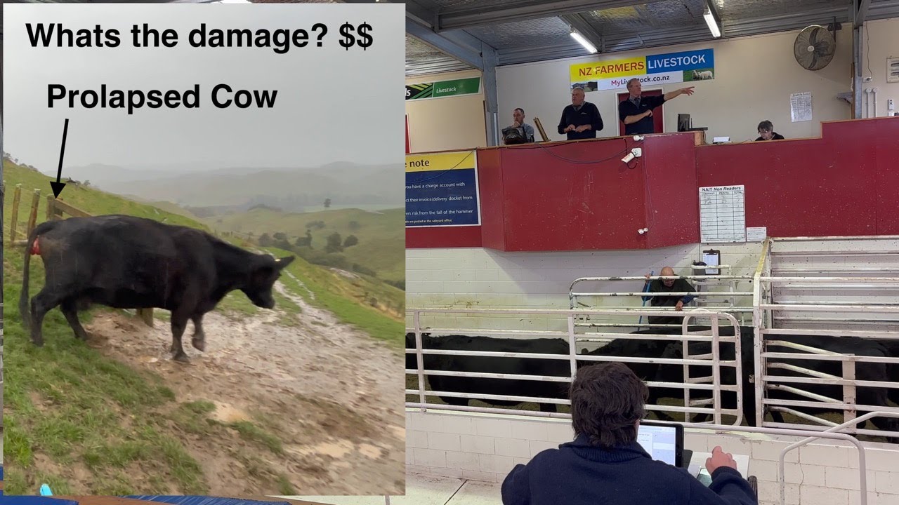 Look at these Beauties - New Cows on the block - YouTube