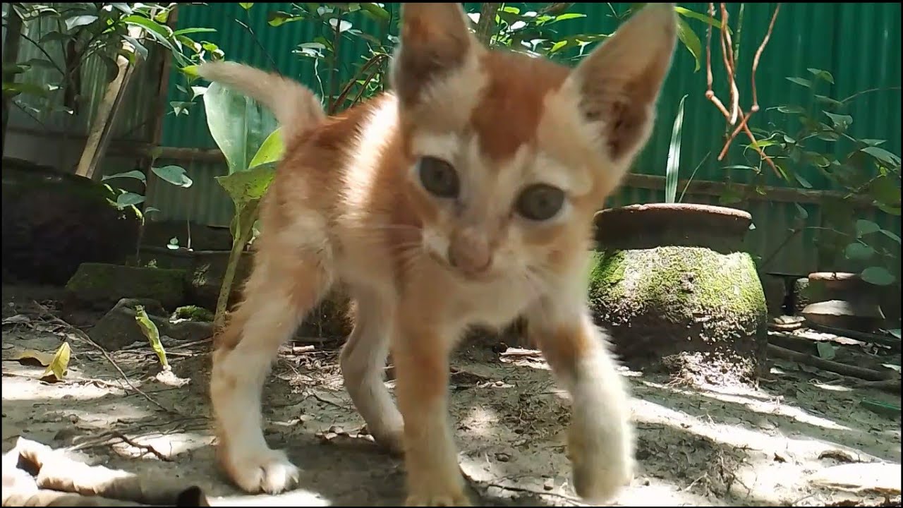 Baby Cat very funny time | Fun2video - YouTube