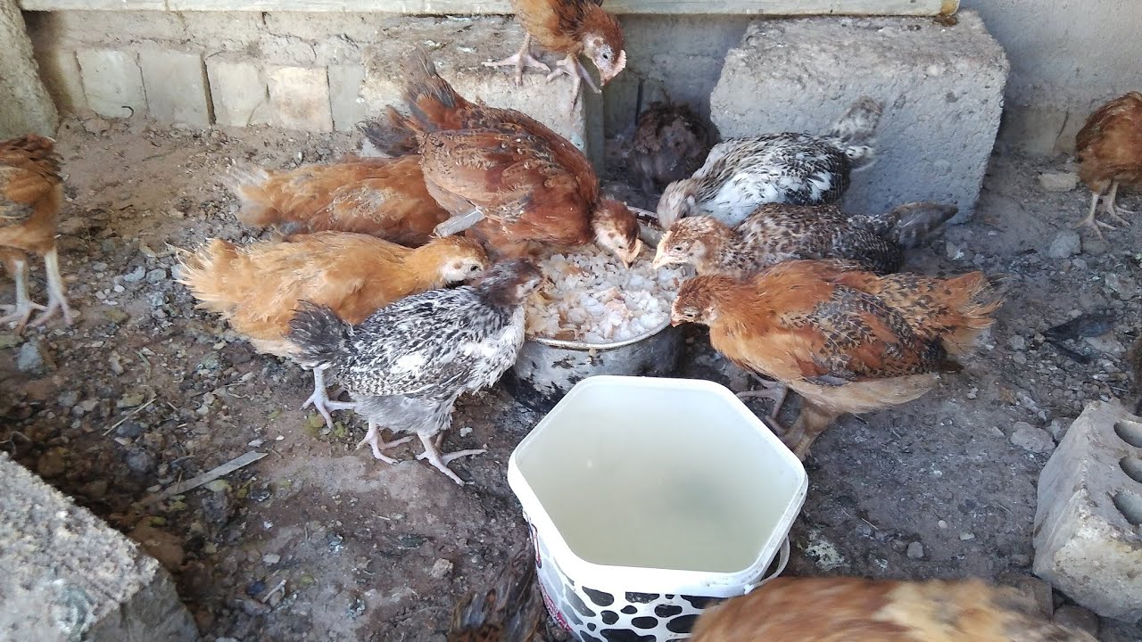 طبيعة دجاج العرب بالصيف يمرض 🐓 بس لتخاف مدام ياكل يطيب 🥰 Youtube