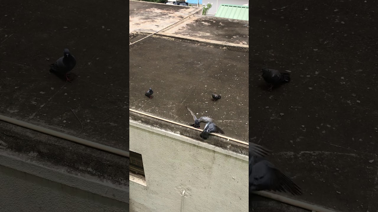 Pigeon Fight - YouTube