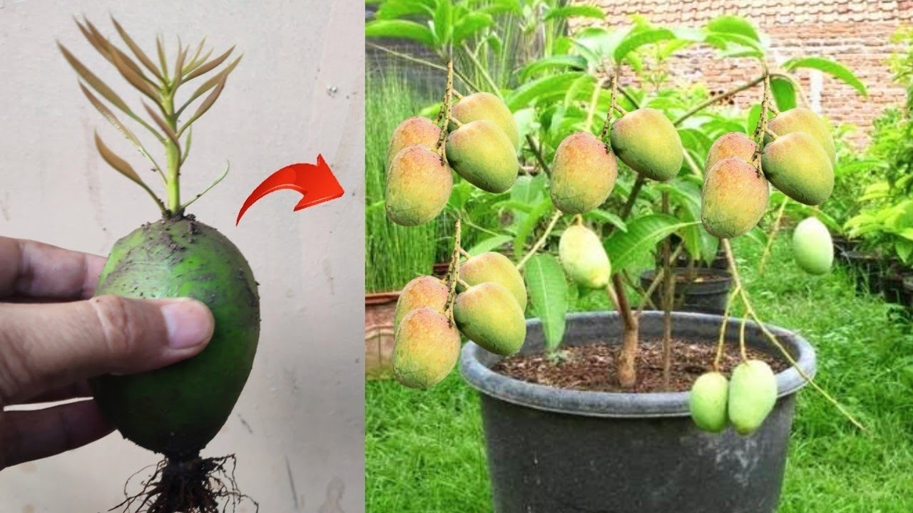 Spesial skills! Growing a Mango tree from mango fruit in pots - YouTube