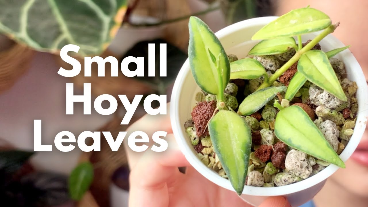 10 Hoyas With Tiny Leaves: Common, Uncommon, and Rare Small Hoyas in ...