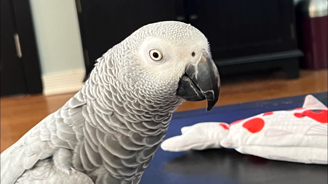 Symon has a snack before bed, such a messy bird🤣#talkingparrot # ...