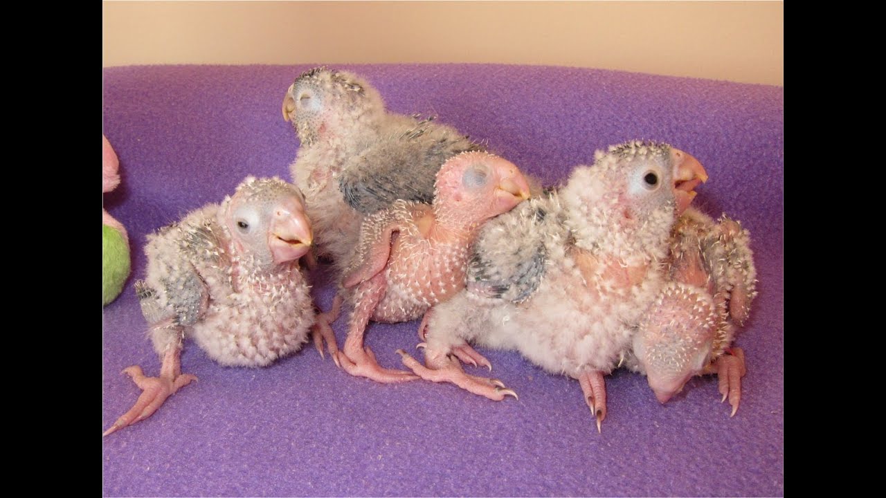 2-3 week old Turquoise Yellow Sided Green Cheek Conures - YouTube