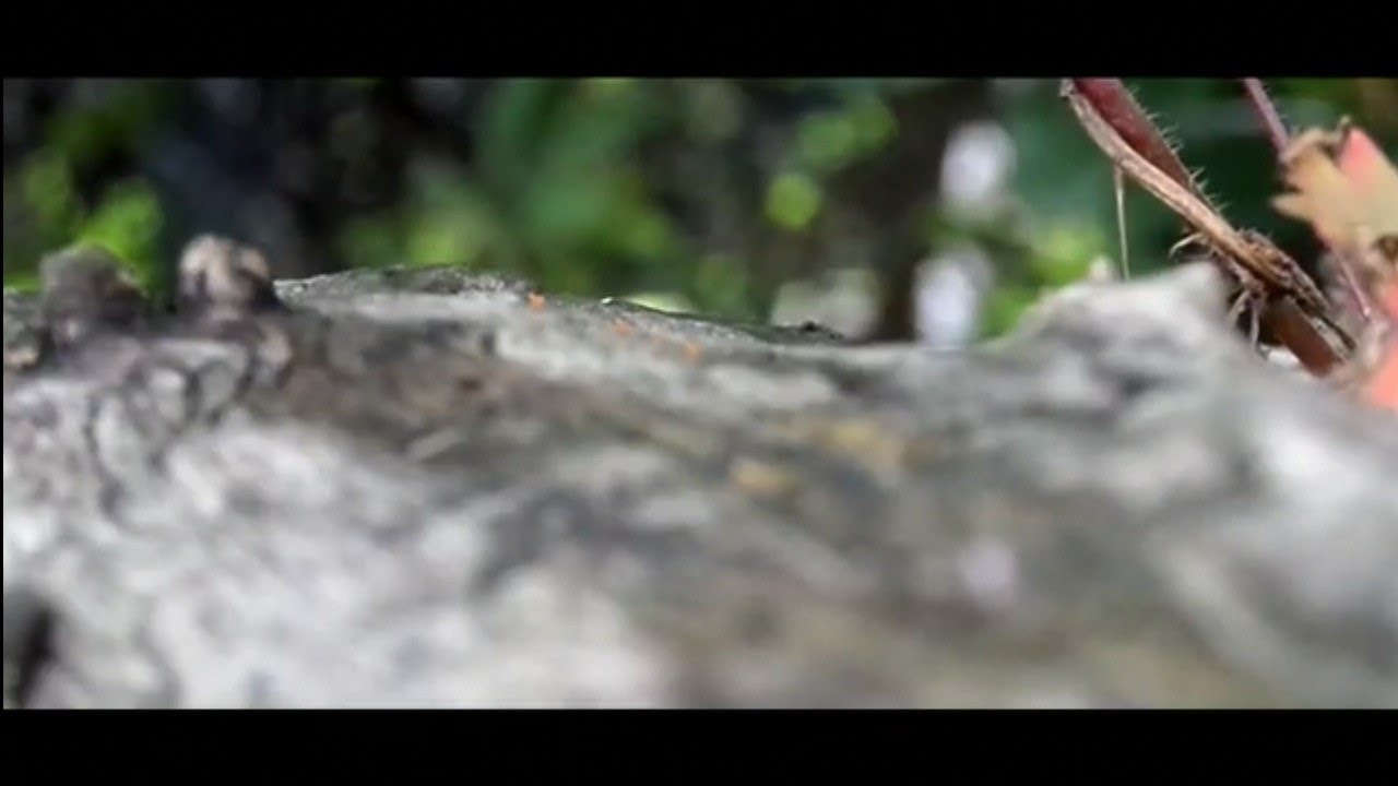 First EVER Music Video (2020) - YouTube