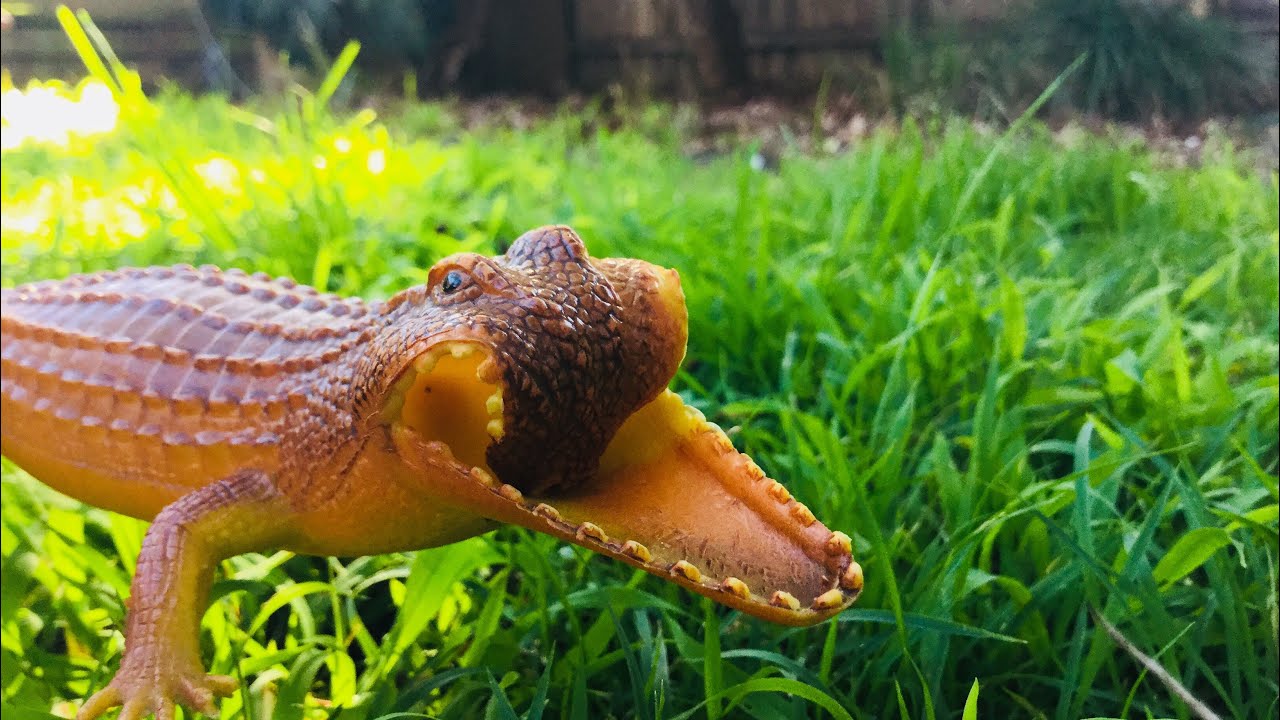 The big chomp - YouTube