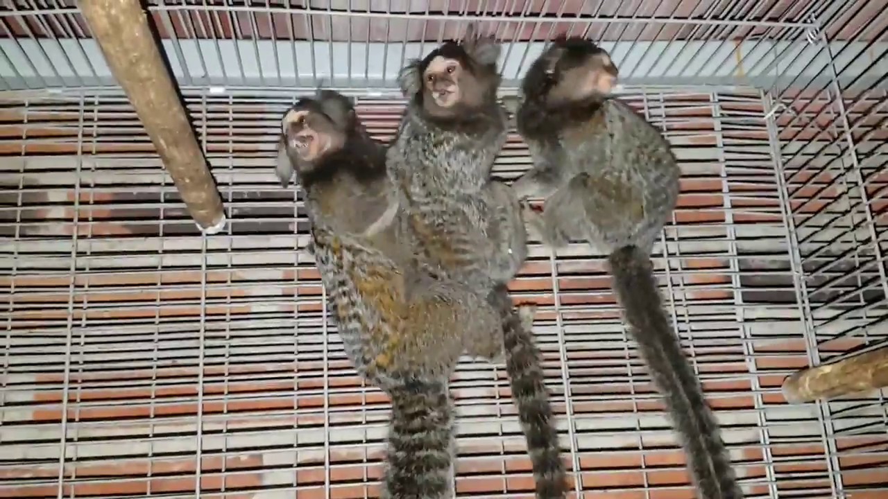 Mono titi Monos Titi proyecto de reproducción en México Nuskê Fauna ...