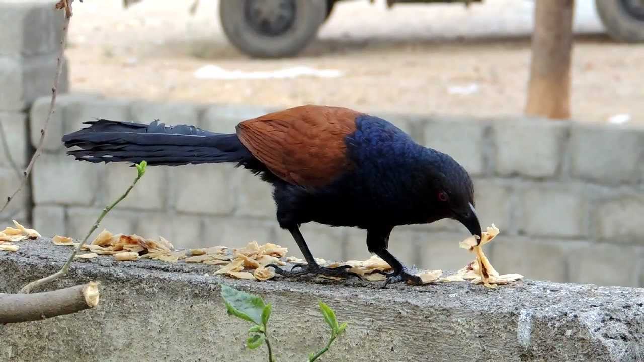 Southern coucal feeding in bird mess - YouTube