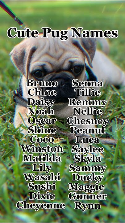 What’s Your Pugs Names?! Will add to next list🐾 #pugs #funnypugs #pugpuppy #pug #babynames - YouTube