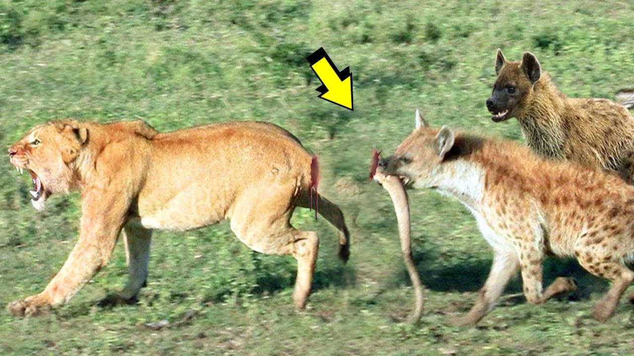 EL PODER DE LA HIENA VS león, bufalo, hipopotamo - YouTube