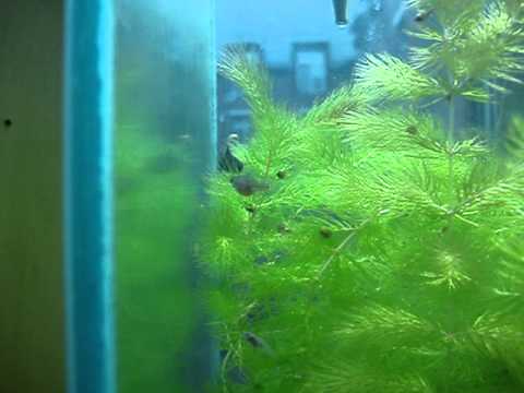 Elassoma gilberti gulf coast pygmy sunfish courtship - YouTube