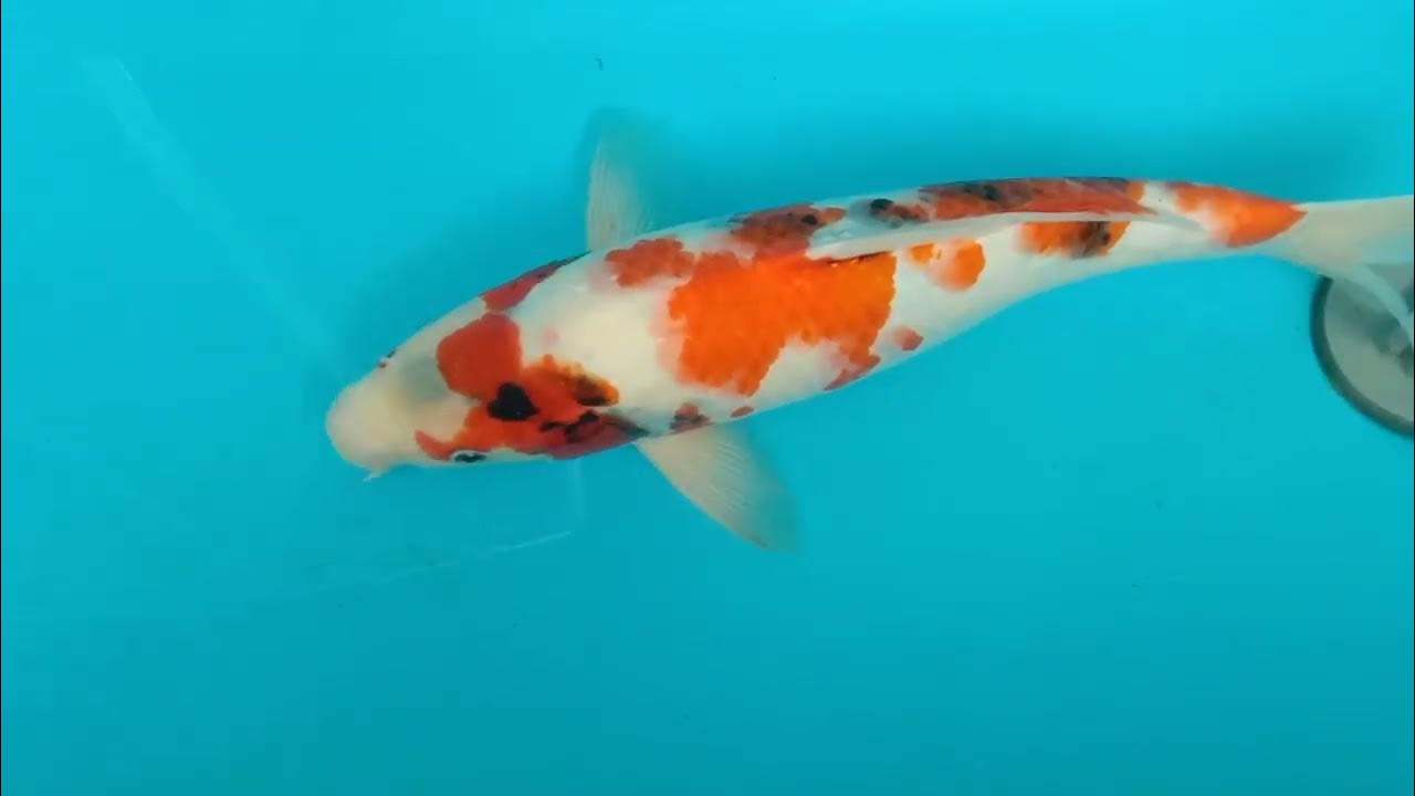 G 5123 03 SHOWA 39CM FEMALE FARM OGATA - YouTube