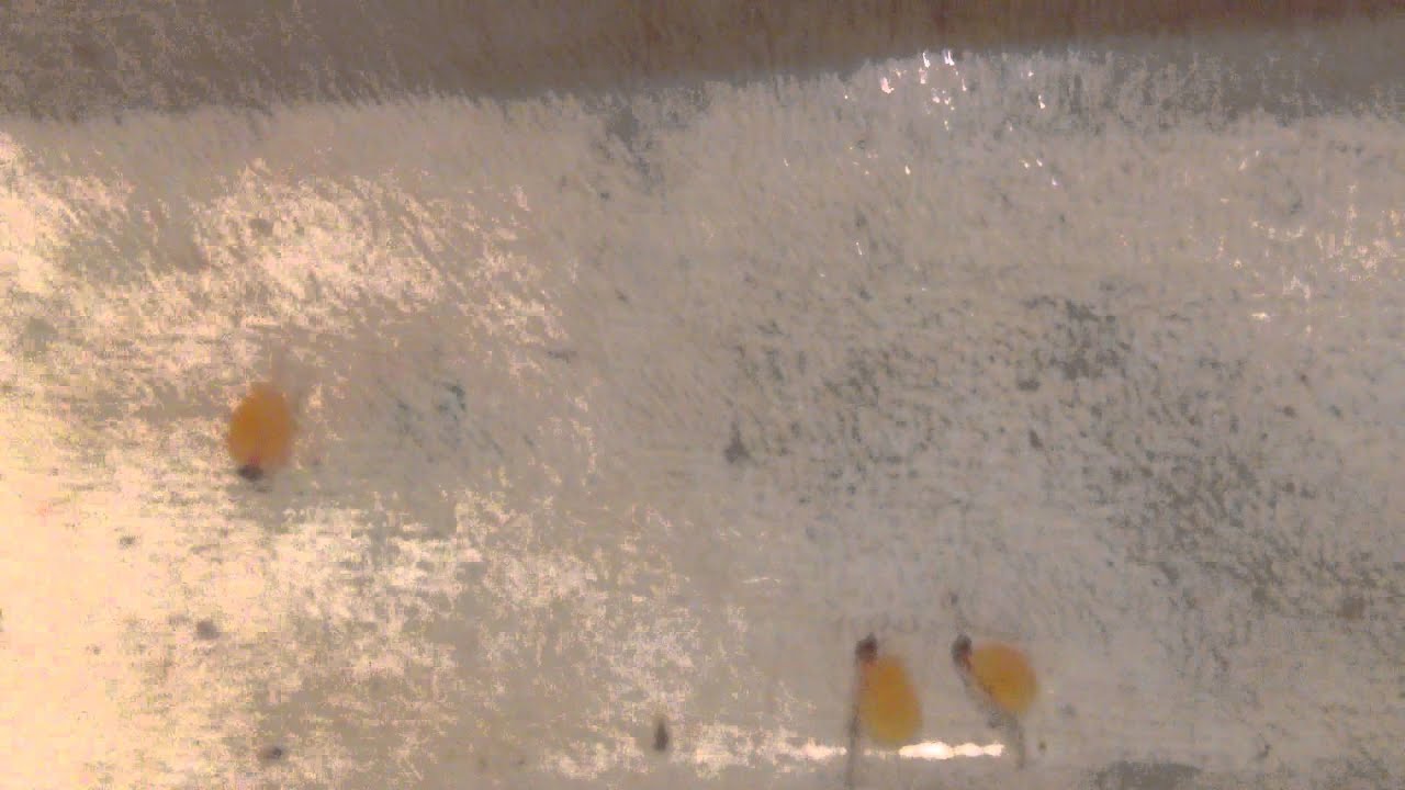 Chinoock (King) Salmon sac-fry swiming around - YouTube