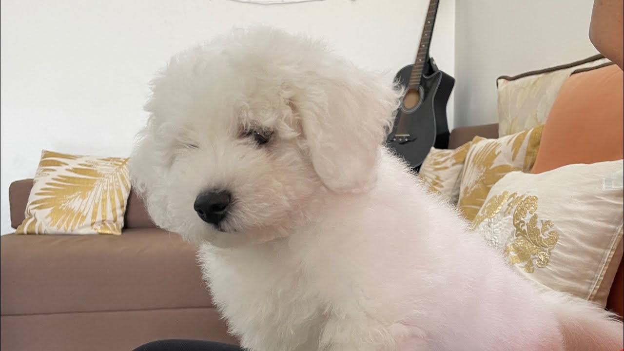 Angry Bichon Frise puppy for giving bath! :) @snowythebichonfrise - YouTube