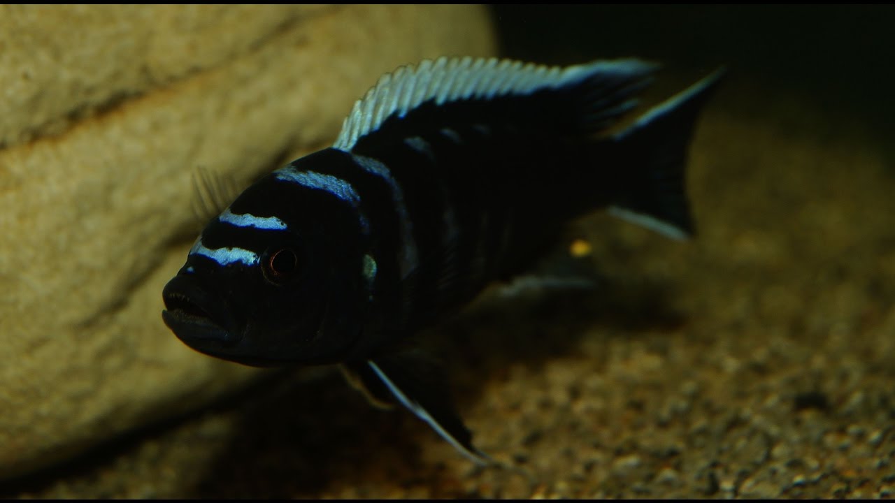 Stick on algae tabs :D 2K short video - YouTube