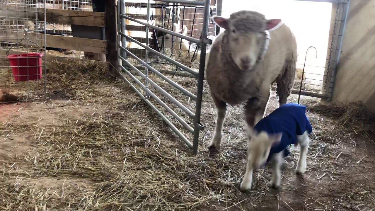 Dancing Spring Lamb @ Sunrise Acres Farm - YouTube