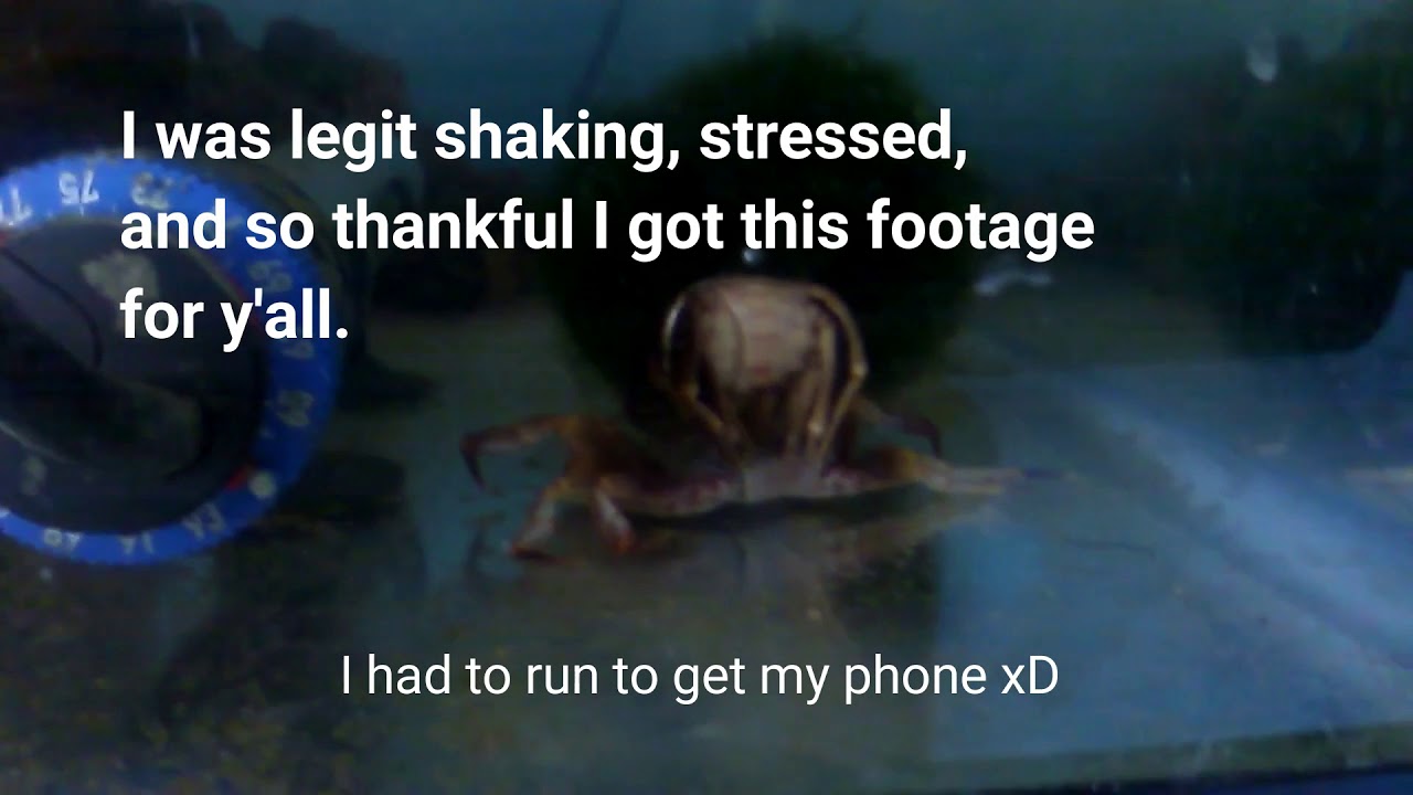 SHE'S MOLTING! Video Footage of my Female Purple Matano Crab Molting ...