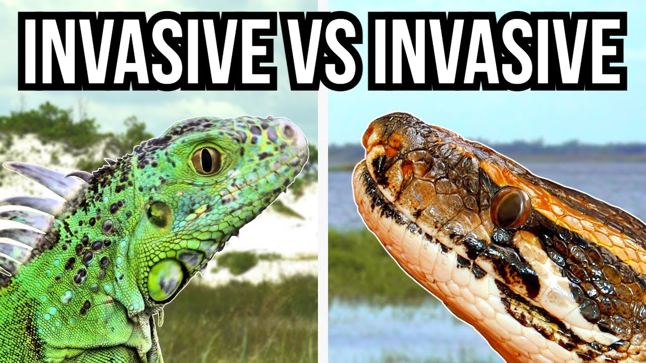 3 Invasive Species That Prey On Other Invasive Species - YouTube