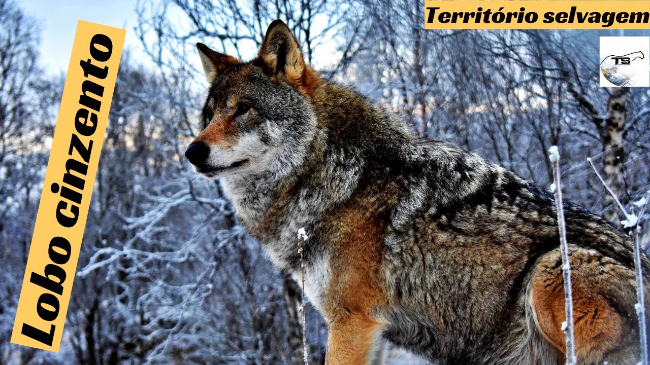Território selvagem / Lobo cinza / Território lobos - Wild Territory ...
