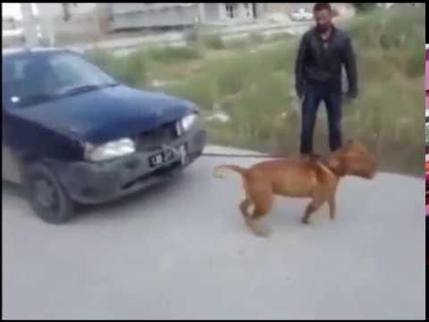 Питбуль тянет машину. Прикол! - YouTube