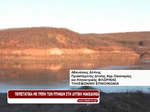 ΠΕΡΙΣΤΑΤΙΚΑ ΜΕ ΓΡΙΠΗ ΤΩΝ ΠΤΗΝΩΝ ΣΤΗ ΔΥΤΙΚΗ ΜΑΚΕΔΟΝΙΑ - YouTube