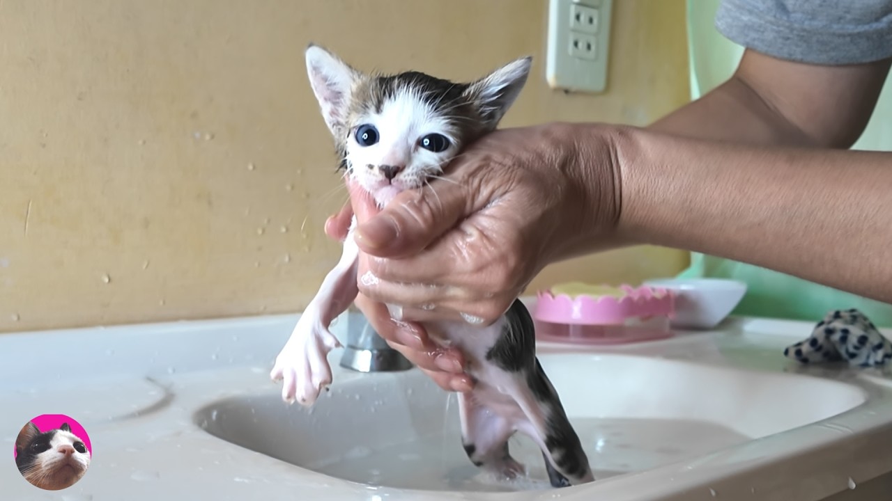 An amazingly cute and smart first bath of a kitten - YouTube