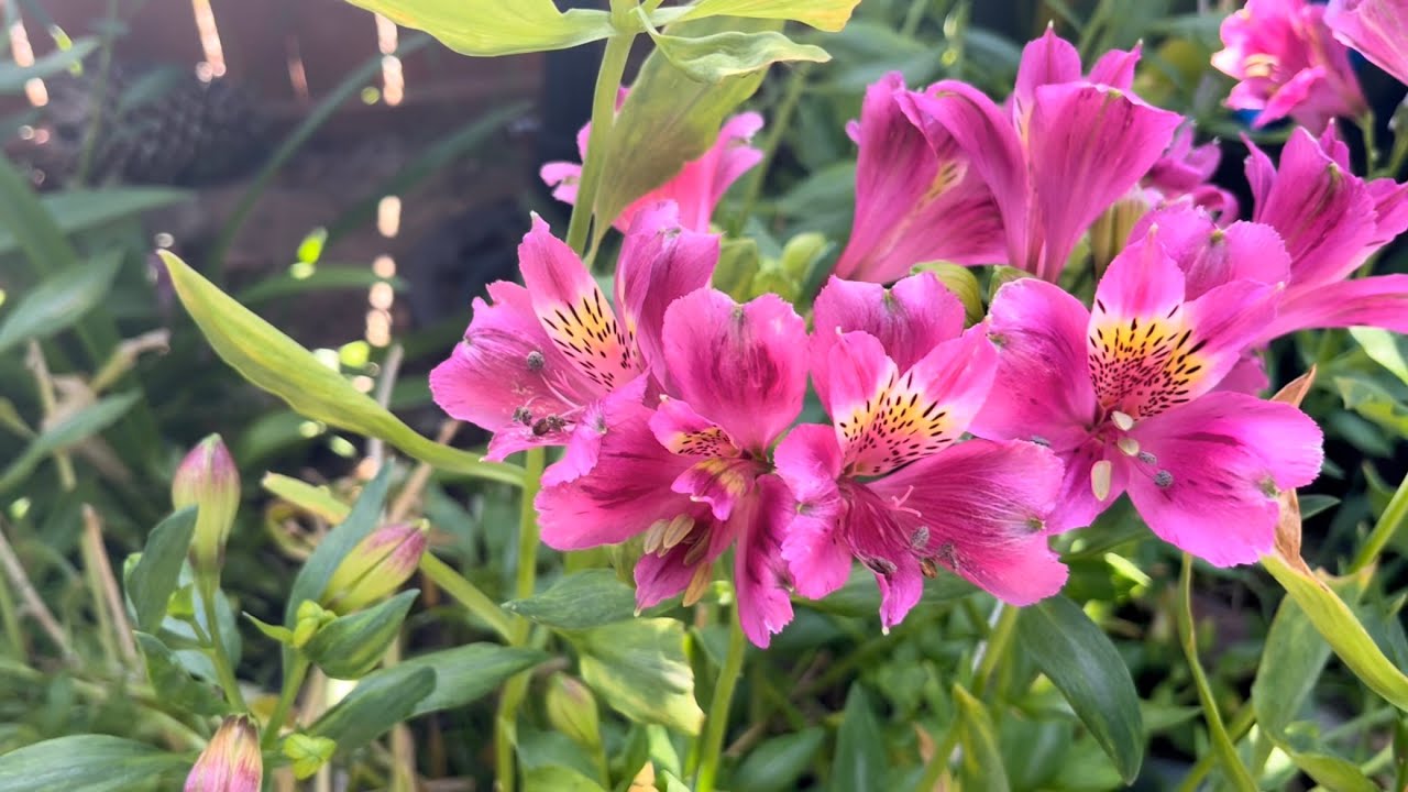 Mostrando los lirios del Peru (Alstroemerias) o flor de los incas ...